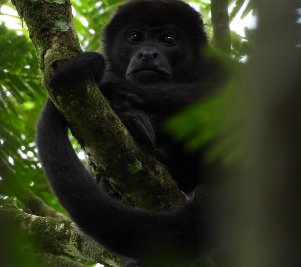 Saraguato de manto desde Costa Rica el 24 de octubre de 2024 a las 09: ...