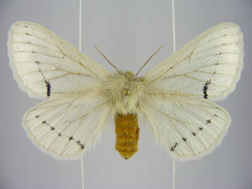 Phiala venusta · iNaturalist