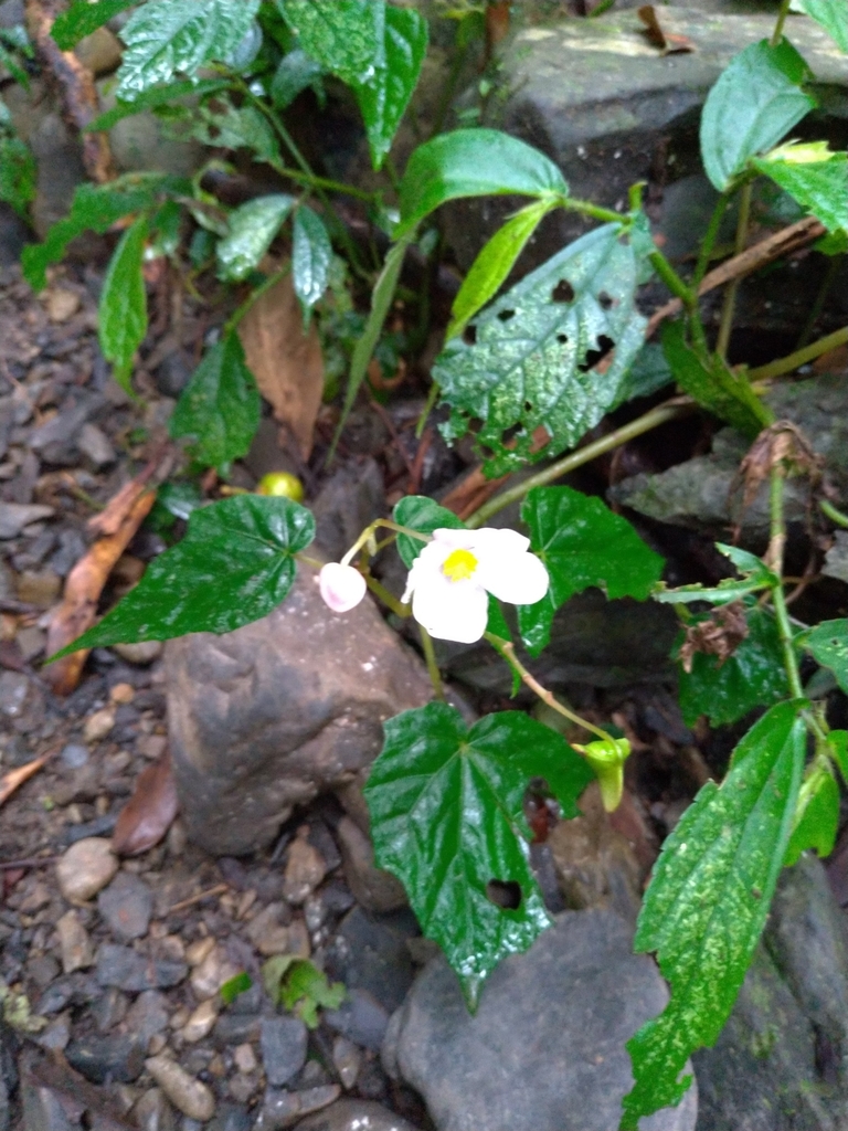 Formosana begonia from Yilan, TW-TA, TW on September 16, 2019 at 01:24 ...
