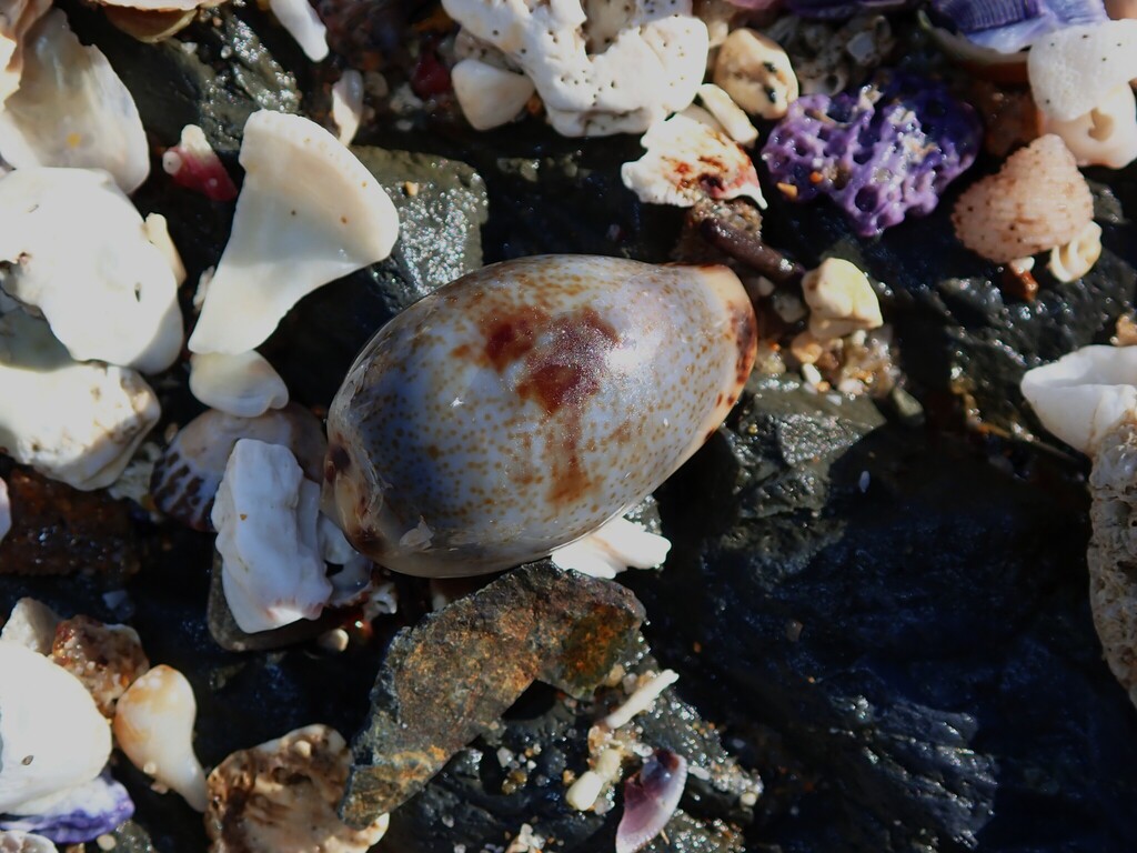 graceful cowrie from Arrawarra NSW 2456, Australia on June 3, 2025 at ...