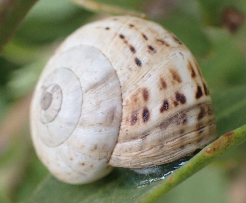 White Italian Snail from De Bakke, Santos Bay, Mossel Bay, South Africa ...