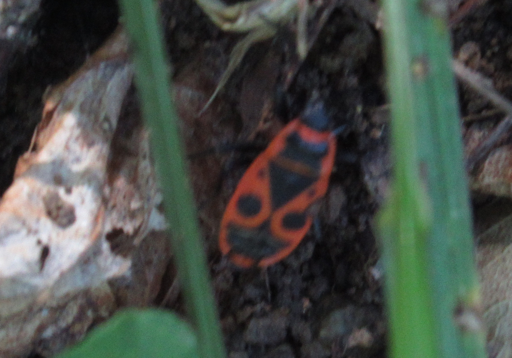 European Firebug from Tavush Province, Armenia on June 9, 2019 at 07:00 PM by Roger Frost ...
