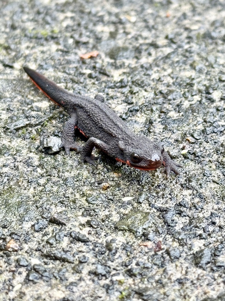 Japanese Fire-bellied Newt in June 2025 by Alvaro Rego · iNaturalist