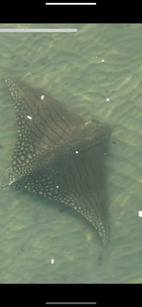Ornate Eagle Ray from Coral Sea, Lucinda, QLD, AU on June 3, 2025 at 07 ...