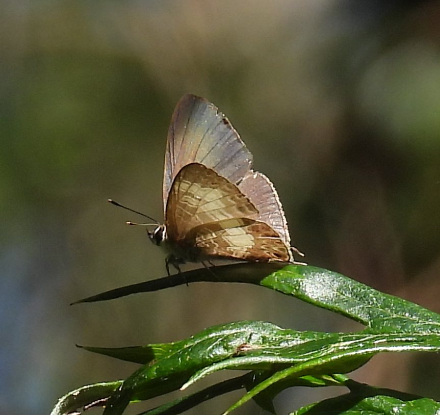 Transparent 6-line Blue from Brian Battersby Reserve, Arana Hills ...