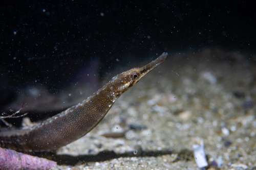 Genus Leptonotus · iNaturalist