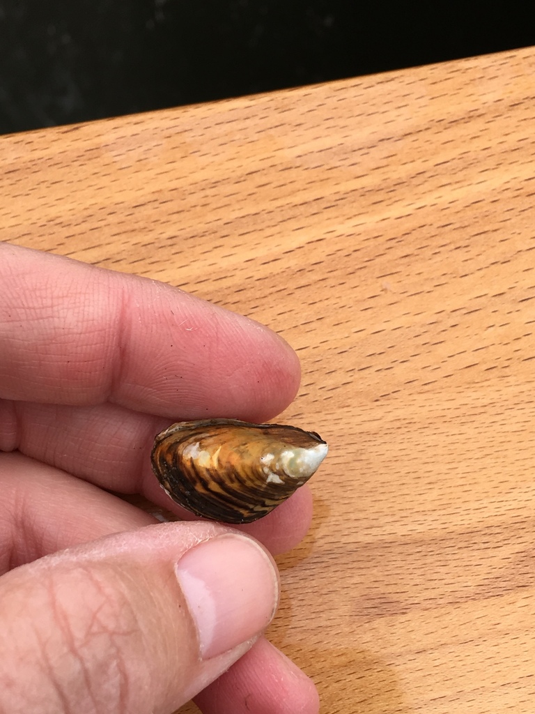 Dreissena mussels from Manitoulin Island, Burpee and Mills, ON, CA on ...