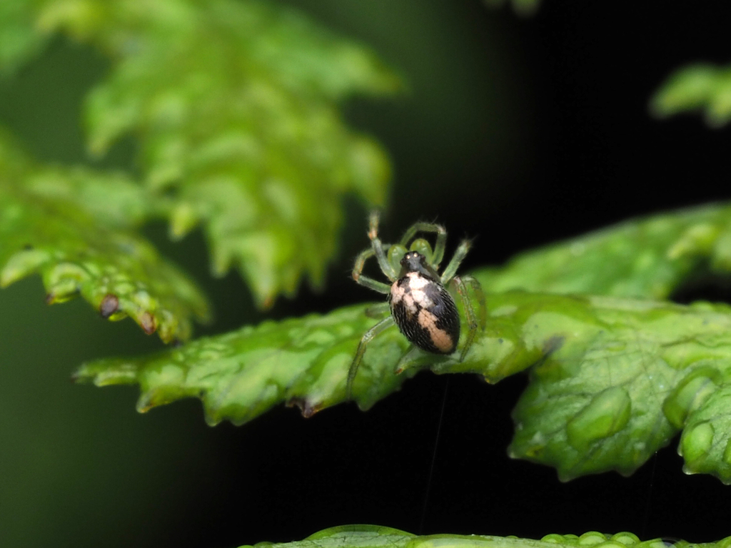 Phycosoma oecobioides from Oropi 3173, New Zealand on June 3, 2025 at ...