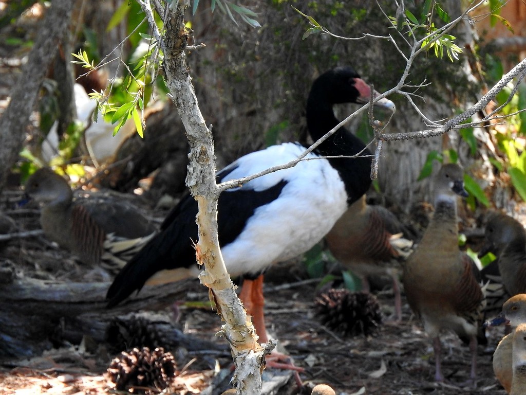 Magpie Goose from Ningi QLD 4511, Australia on September 16, 2019 by ...