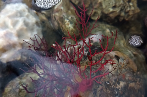 Leptogorgia punicea · iNaturalist