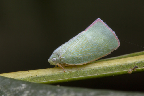 Genus Sanurus · iNaturalist