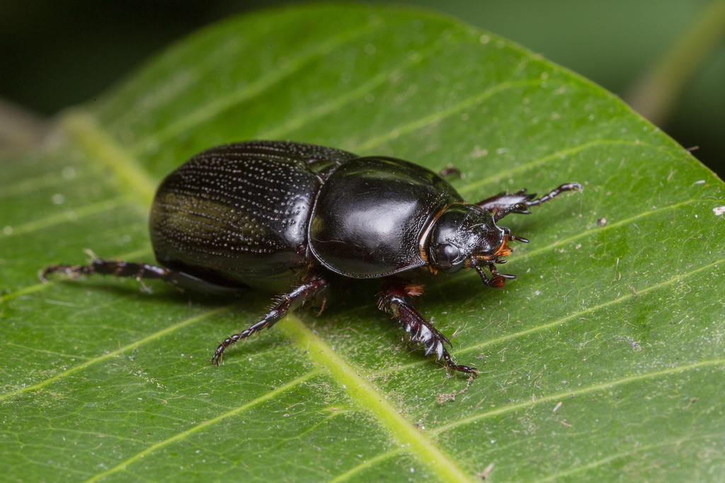 Papuana lansbergei from Daik, Lingga Sub-District, Lingga Regency, Riau ...