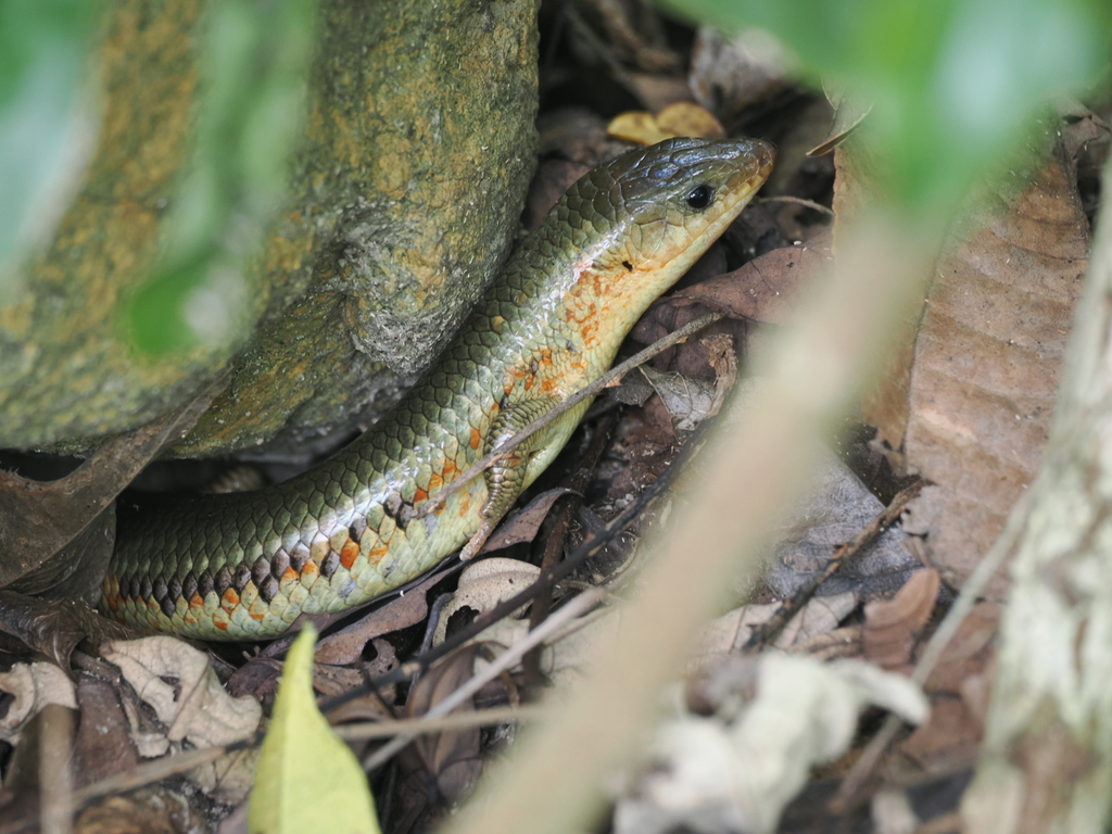 Chinese Skink from 香港 on May 31, 2025 at 12:07 PM by Napo Chu · iNaturalist