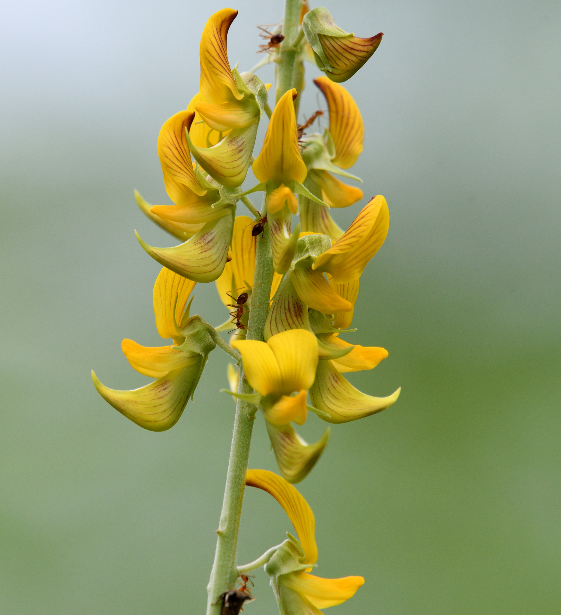 Crotalaria Mucronata