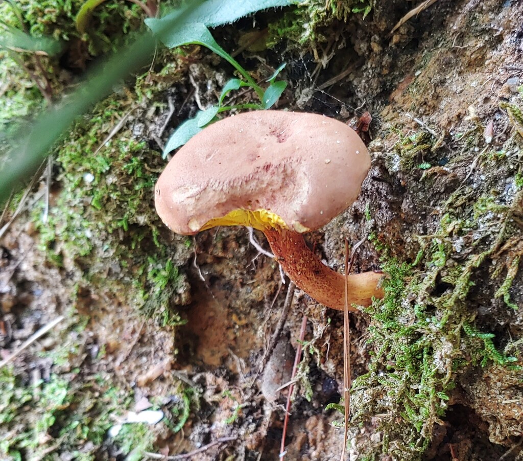 Phylloporus from DeKalb County, GA, USA on June 02, 2025 at 11:17 AM by ...
