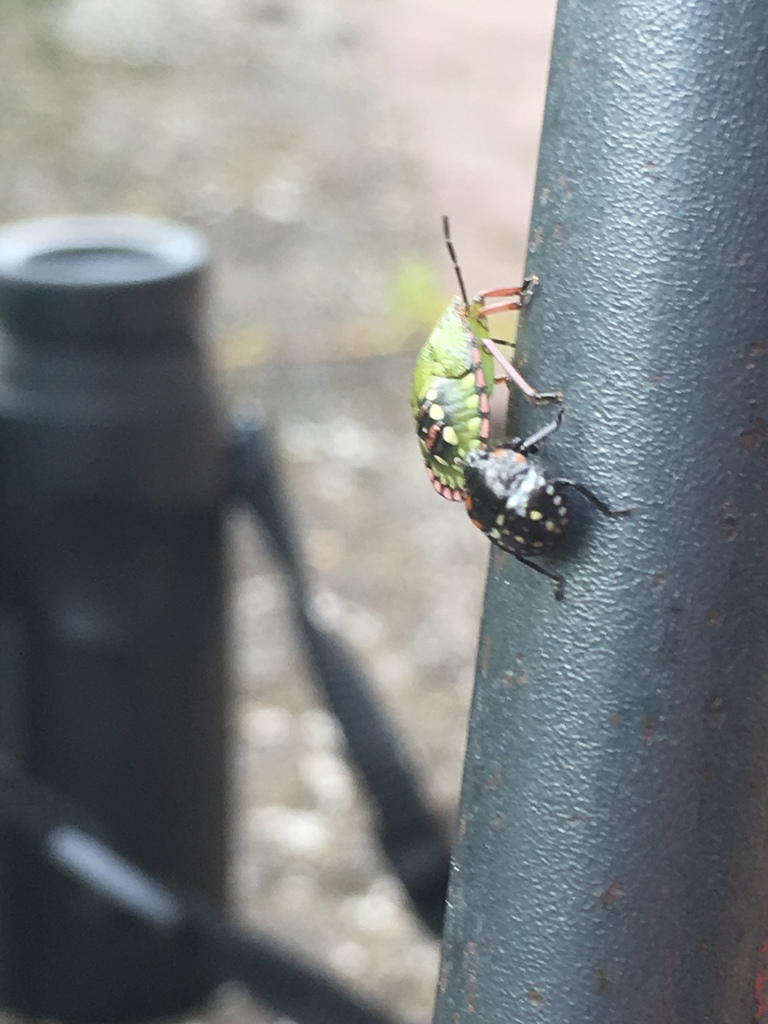 Southern Green Stink Bug from Bergstraße-Odenwald Nature Park ...