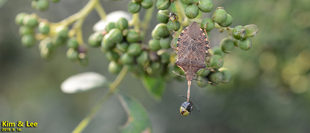 Dock Leaf Bug from Yesan, Chungcheongnam-do, South Korea on September ...