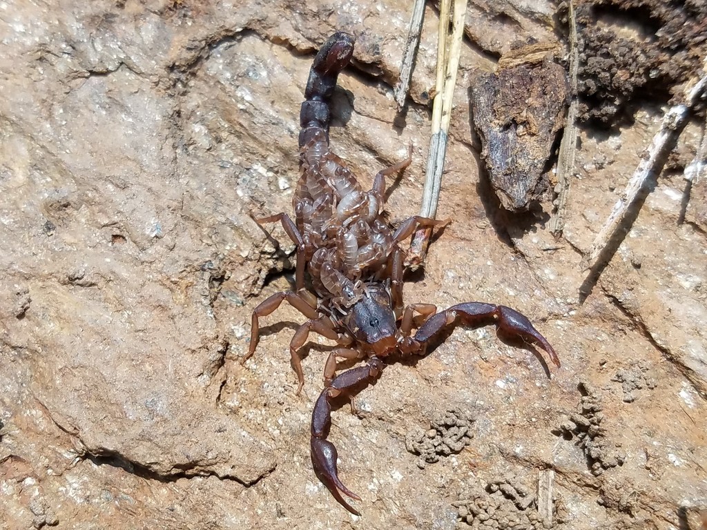 Southern Devil Scorpion in September 2019 by Leila Dasher. mother and ...