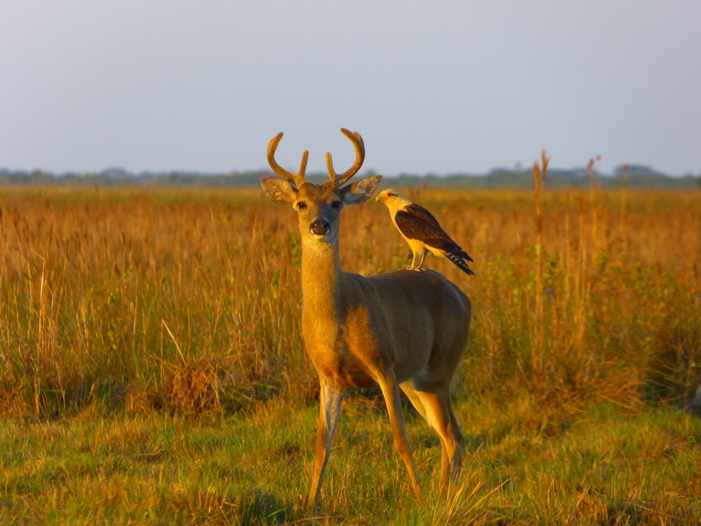 New World Deer (Capreolinae) - Know Your Mammals