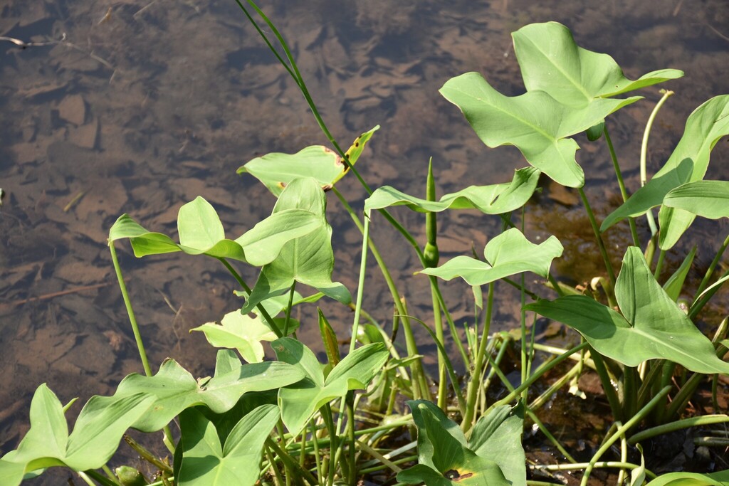Green Arrow Arum from DeKalb County, GA, USA on June 02, 2025 at 09:38 ...
