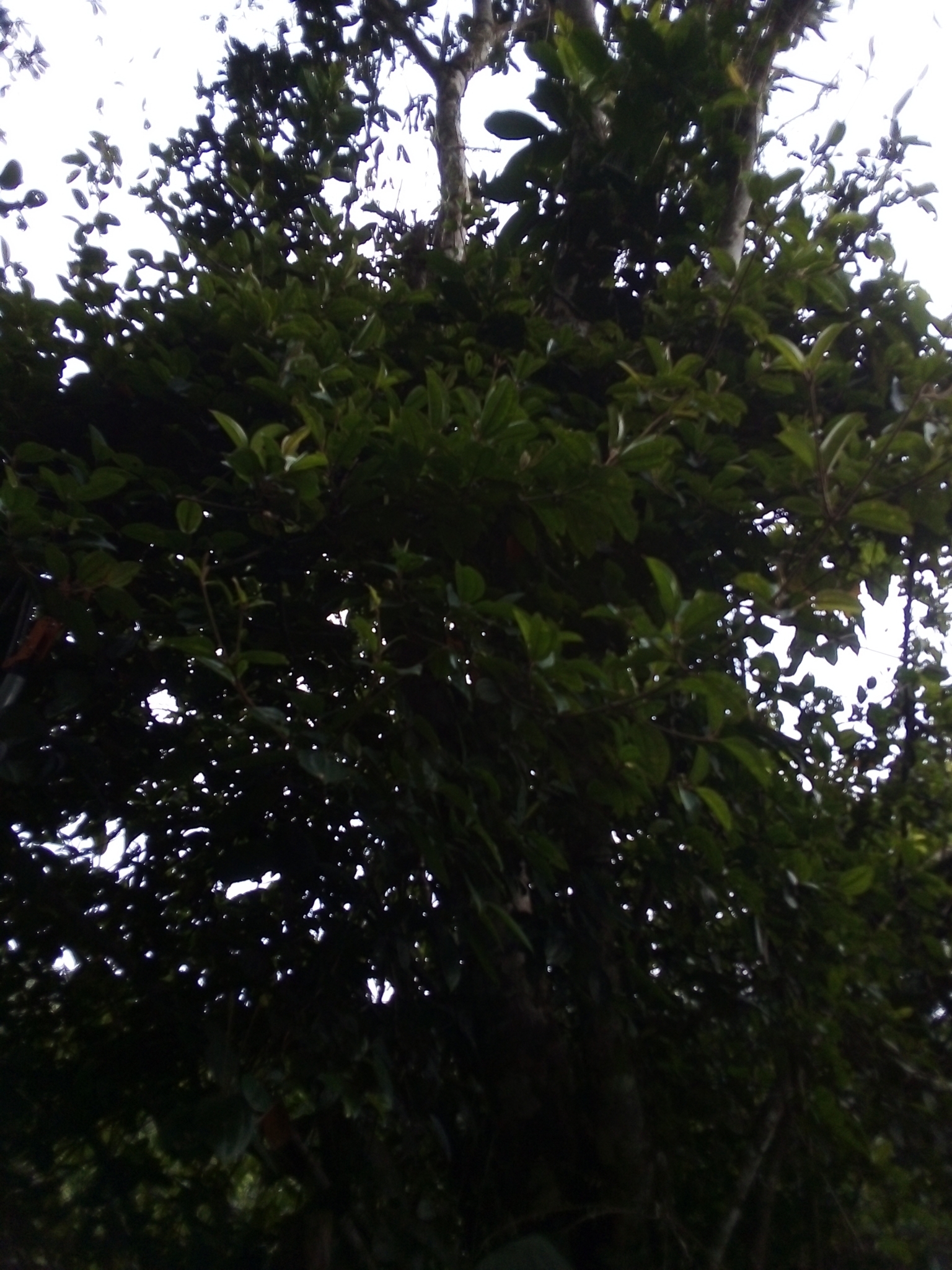 Blakea granatensis Naudin