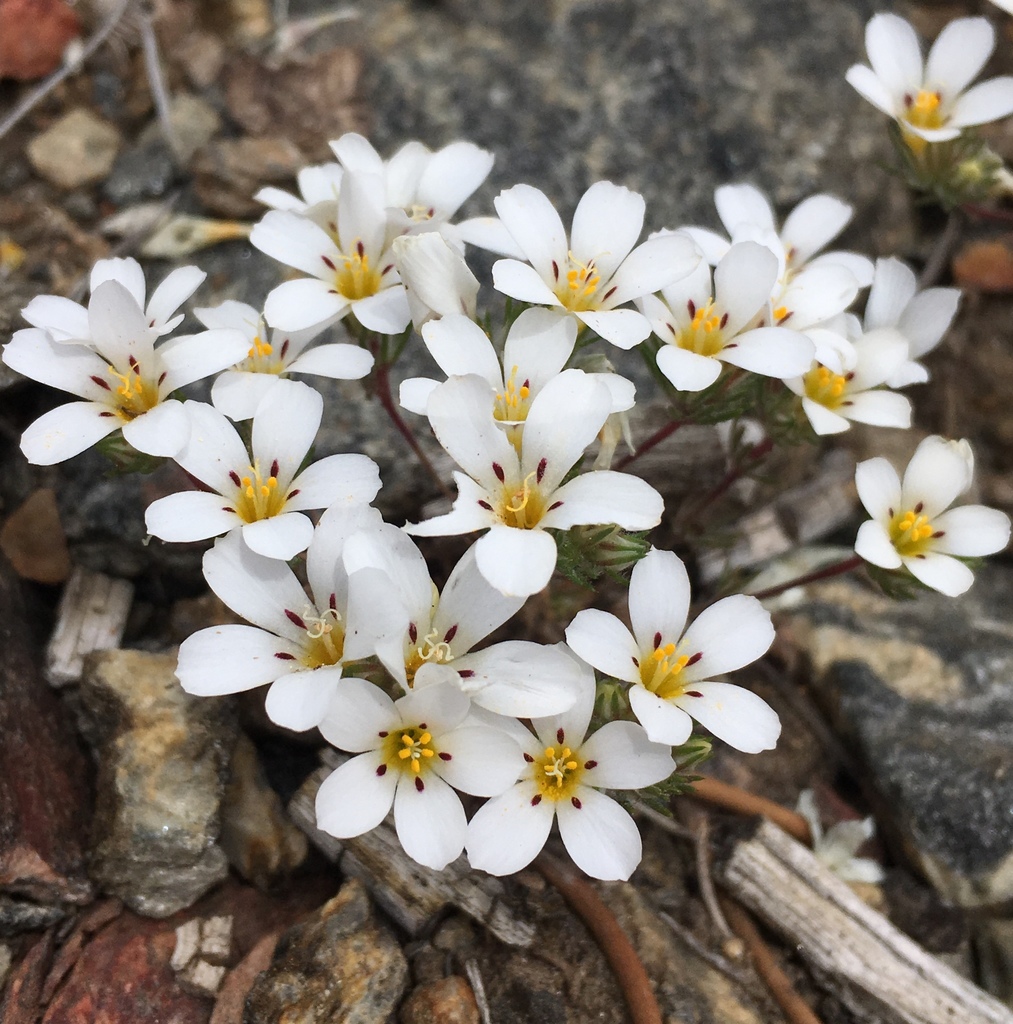 Baldwin Lake linanthus in May 2019 by Matt Berger · iNaturalist