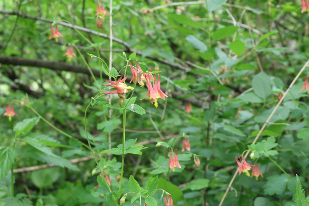 red columbine from Argyle, MB R0K, Canada on June 3, 2025 at 02:18 PM ...