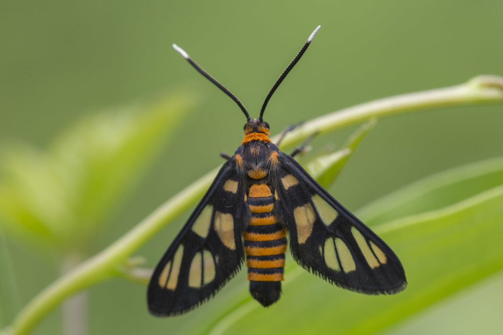 花园虎蛾 Hübner's Wasp Moth (西双版纳的蛾子) · iNaturalist