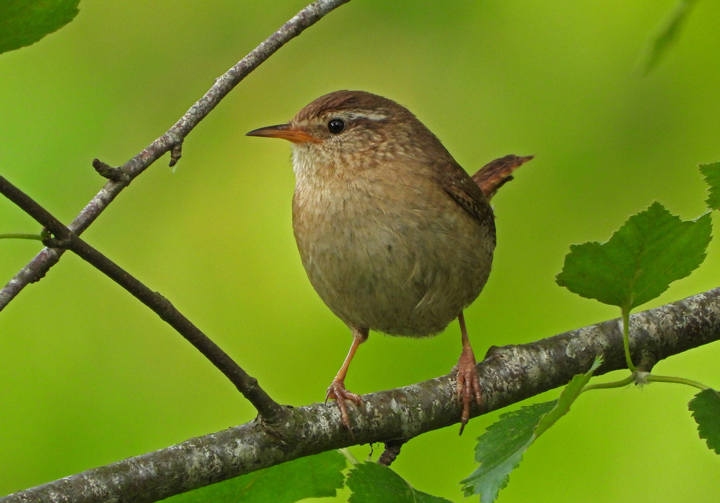 British Eurasian Wren from Maple Cross, UK on June 3, 2025 at 06:04 PM ...