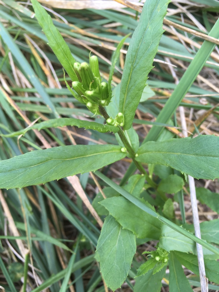 American burnweed from Borror Dr, Columbus, OH, US on September 16 ...