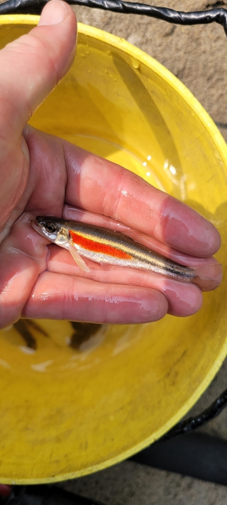 Redside Dace (Clinostomus elongatus) - Marine Life Identification