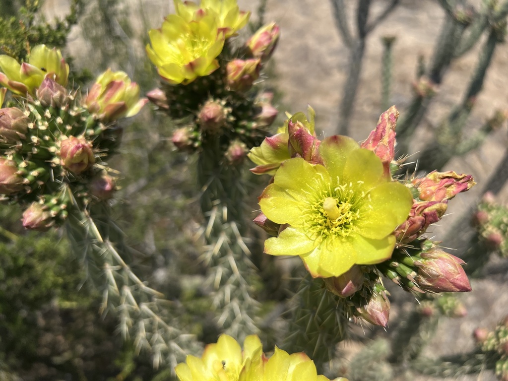 Cane Cholla from Campo, CA, US on June 3, 2025 at 01:38 PM by ...