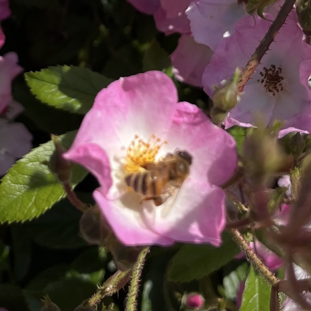 Western Honey Bee from Warren G. Magnuson Park, Seattle, WA, US on June ...