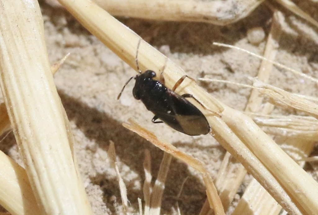 Geocoris atricolor from Springtown, Livermore, CA 94551, USA on July 30 ...