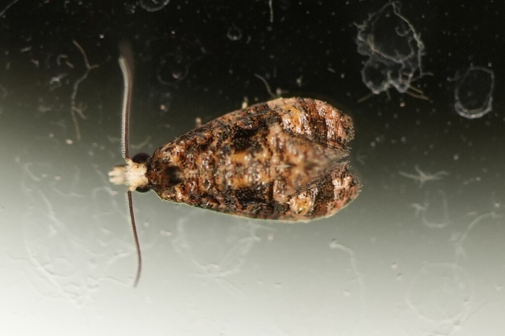 Verbena Bud Moth from South Baton Rouge, Baton Rouge, LA, USA on June 2 ...