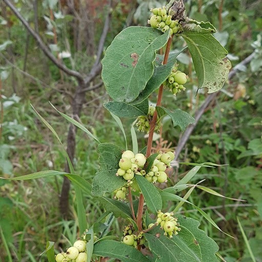 Western Snowberry (Symphoricarpos occidentalis) - Botanical Realm