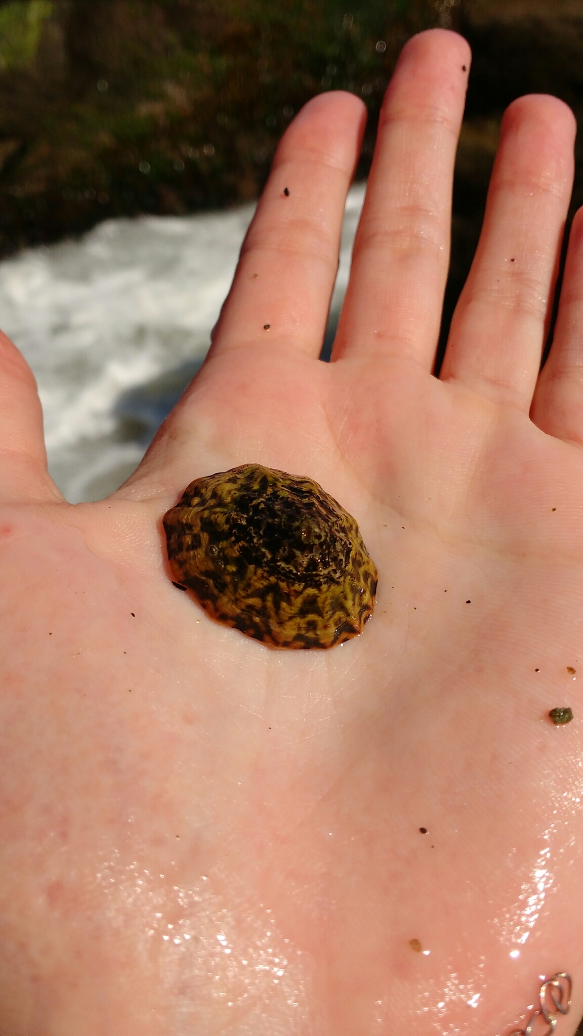 Scurria zebrina (Lesson, 1831)