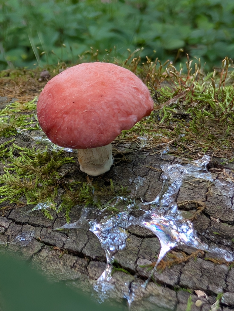 Lentinula reticeps from Southeast Warren, Indianapolis, IN, USA on June ...