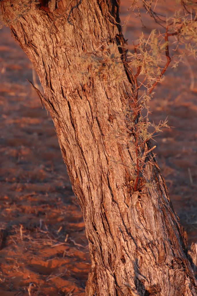 Grey Camel Thorn (Vachellia haematoxylon) - Botanical Realm