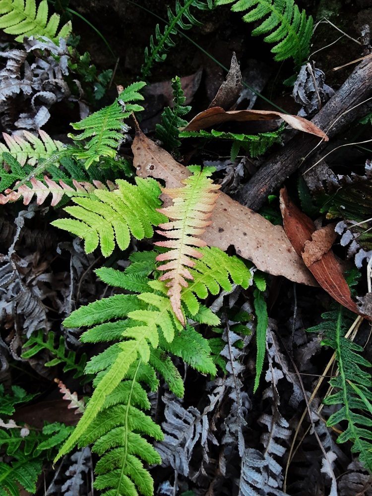 Prickly Rasp fern from Gardens of Stone SCA, Newnes Plateau NSW 2790 ...