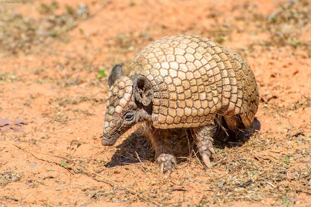Brazilian Three-banded Armadillo in August 2019 by Allan Hopkins ...