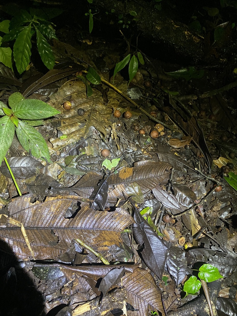 Dwarf Jungle Frog from Mera, EC-PA, EC on June 3, 2025 at 07:13 PM by ...