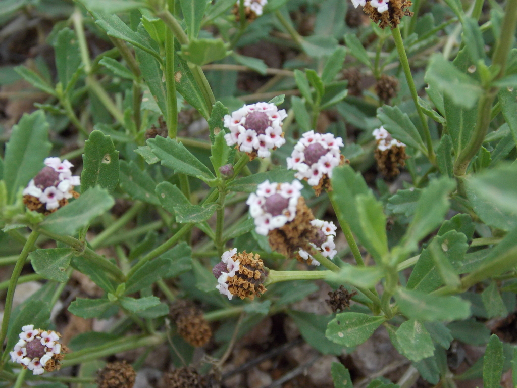 turkey tangle frogfruit from Chihuahua, Mexico on September 25, 2016 at ...