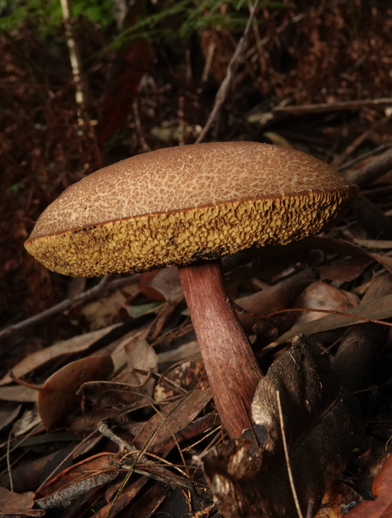 Boletellus badiovinosus from Sydney NSW, Australia on June 3, 2025 at ...