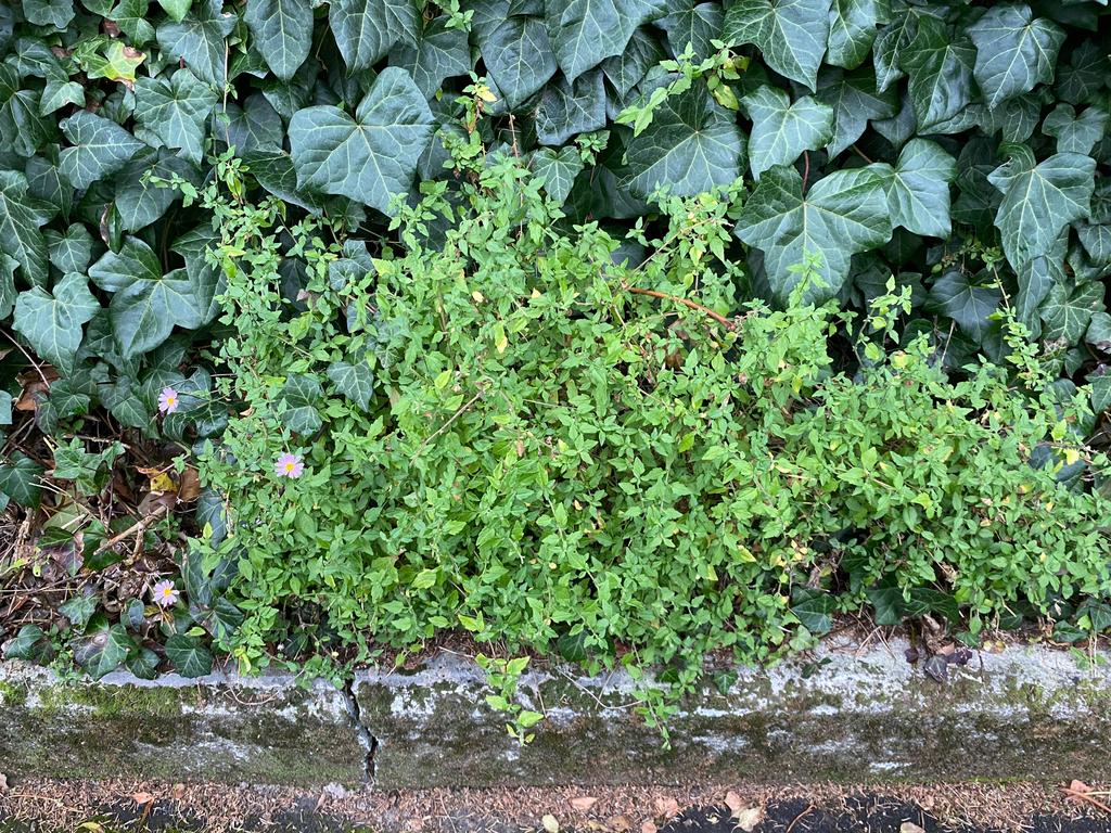 sunflowers, daisies, asters, and allies from Elizabeth St, Christchurch ...