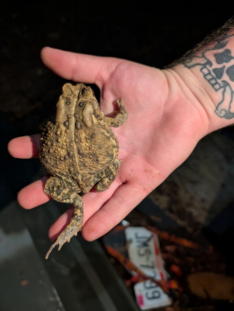 American Toad in June 2025 by Caleb Reese. Really LARGE toad · iNaturalist
