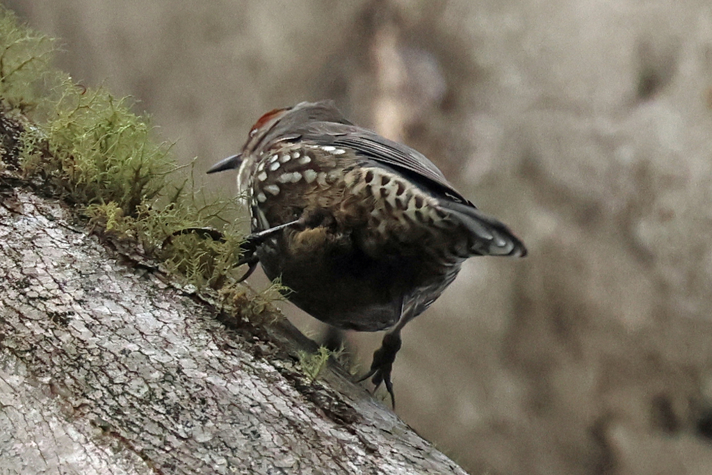 Red-browed Treecreeper from Queen Mary Falls, The Falls QLD 4373 ...