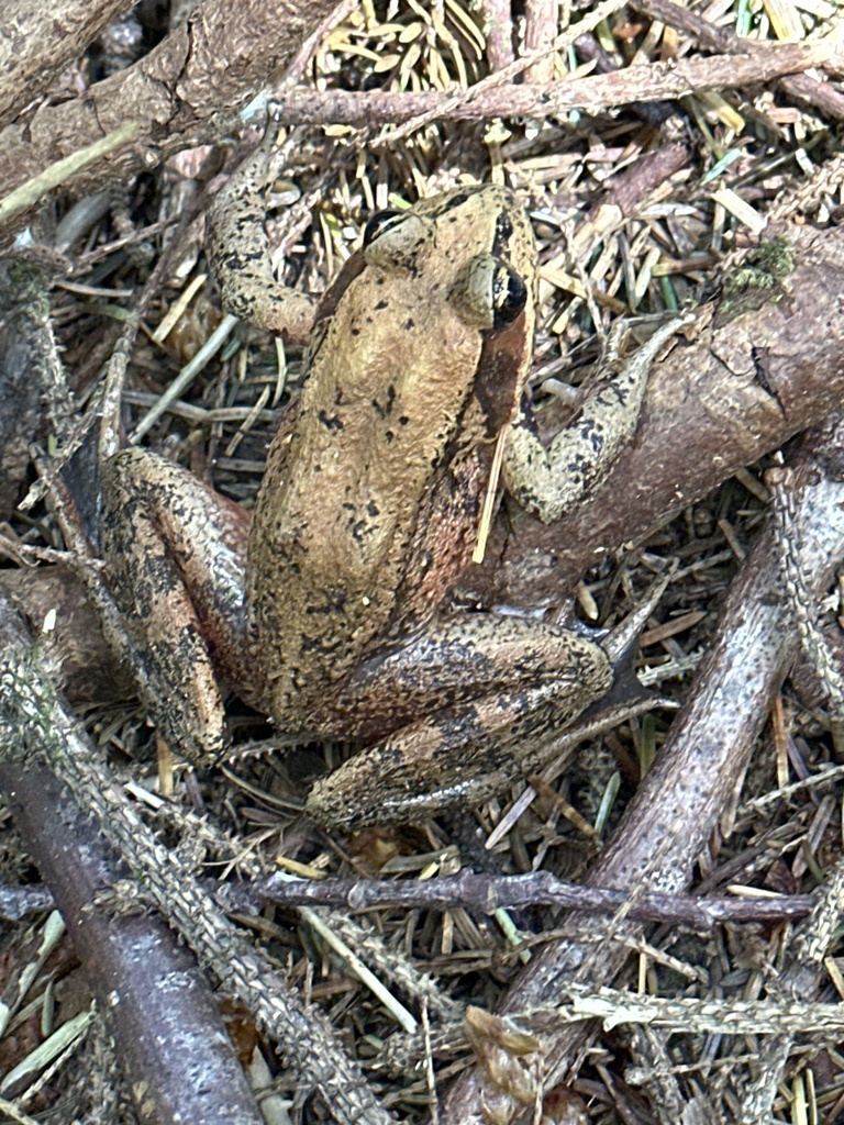 Northern Red-legged Frog in June 2025 by DFCG, Inc. · iNaturalist