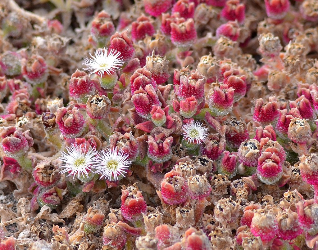 Crystalline ice plant from Santa Cruz de Tenerife, Spain on July 27 ...