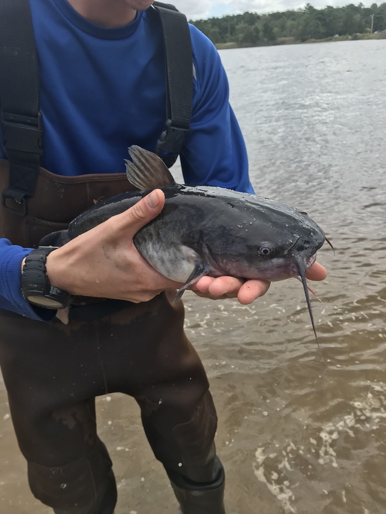 White Catfish from Nacote Creek, Port Republic, NJ, US on September 13 ...